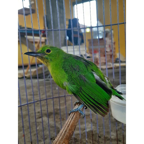 Harga Alas Terbaru September 2022 |BigGo Indonesia