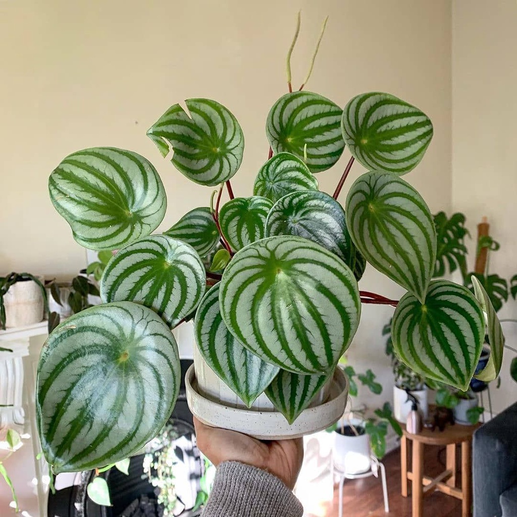 Jual Tanaman hias hidup peperomia watermelon bibit (Tanaman hias hidup ...