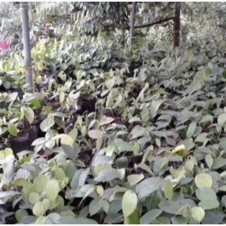 Jual Pohon Lada Hitam Bibit Tanaman Pohon Lada Hitam Indonesia|Shopee ...