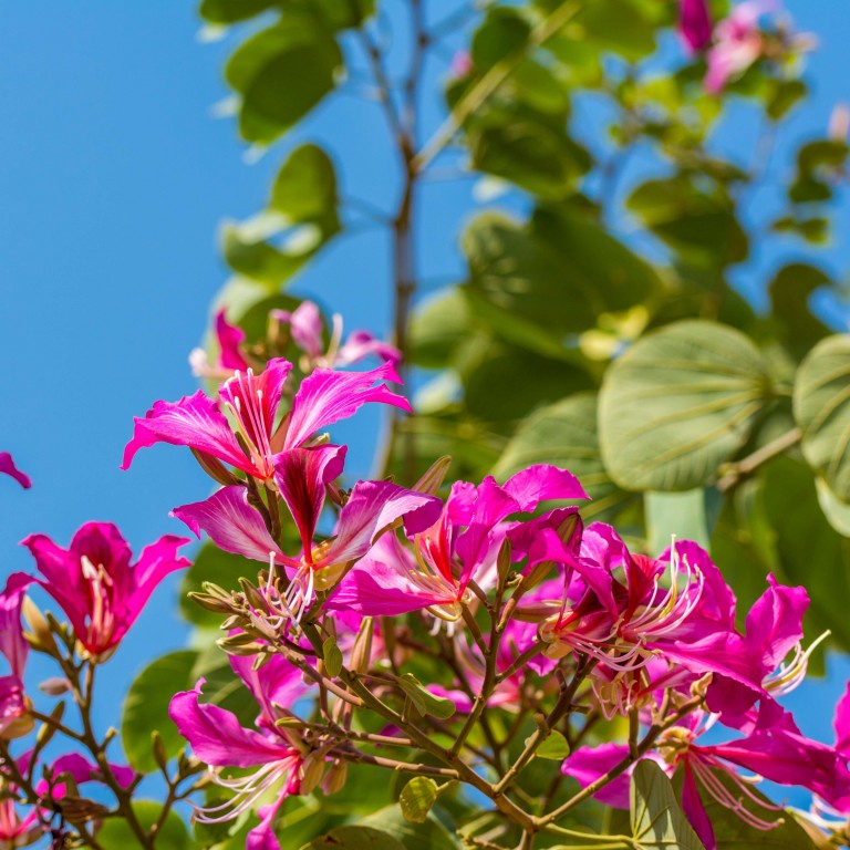 Jual VICTORY SEED 10 Benih Biji Bauhinia Pelikacu Kupu Kupu Tayuman ...