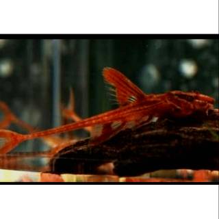Jual Ikan red lizard (sapu2 helikopter) | Shopee Indonesia