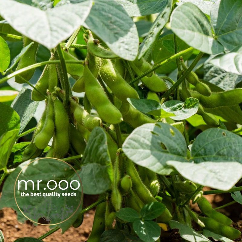 Jual Benih - Edamame Be Sweet - 5 Benih - Import Indonesia|Shopee Indonesia