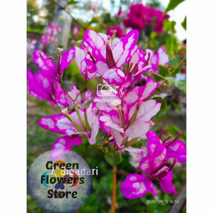 Jual Pohon Bougenville Bidadari Tanaman Hias Bougenville Tanaman