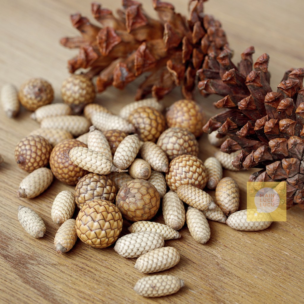 Jual Prop Foto Mainan Natural Loose Parts Biji Bijian Pinus Rotan REA ...