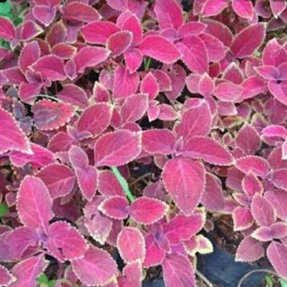 Jual Tanaman hias hidup miana merah pohon miyana | Shopee Indonesia