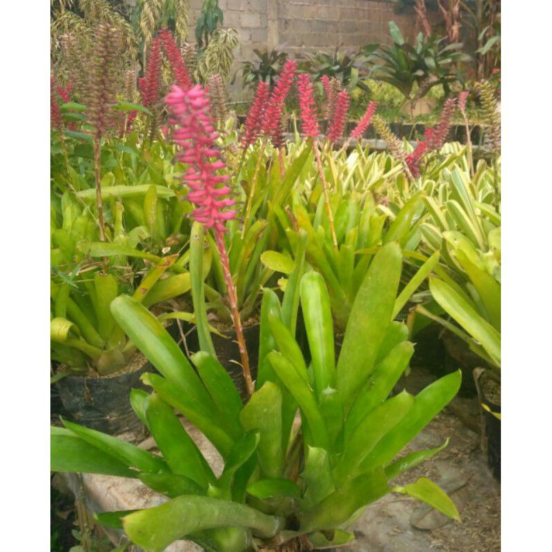 Jual tanaman hias jenis bromelia berwana hijau bunga ungu | Shopee ...
