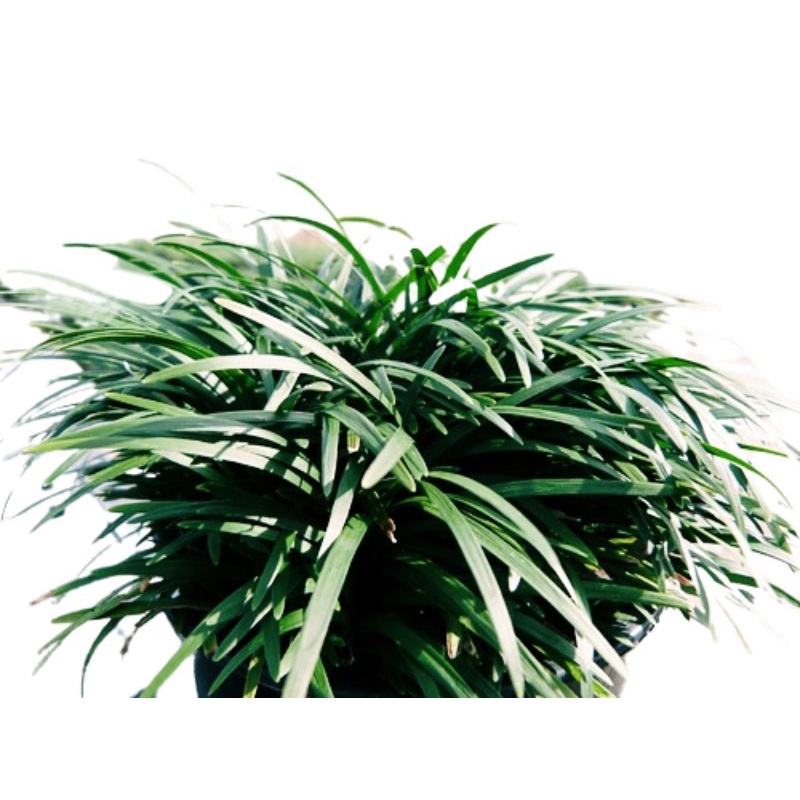 Jual tanaman hias kucai mini -tanaman outdour landscafe taman | Shopee ...