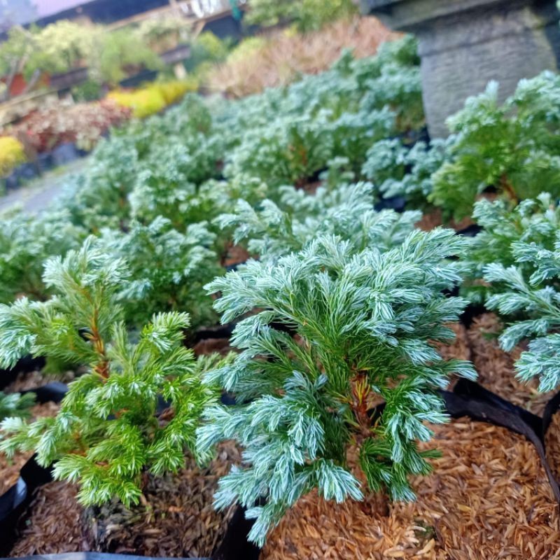 Jual tanaman hias pohon cemara salju | Shopee Indonesia