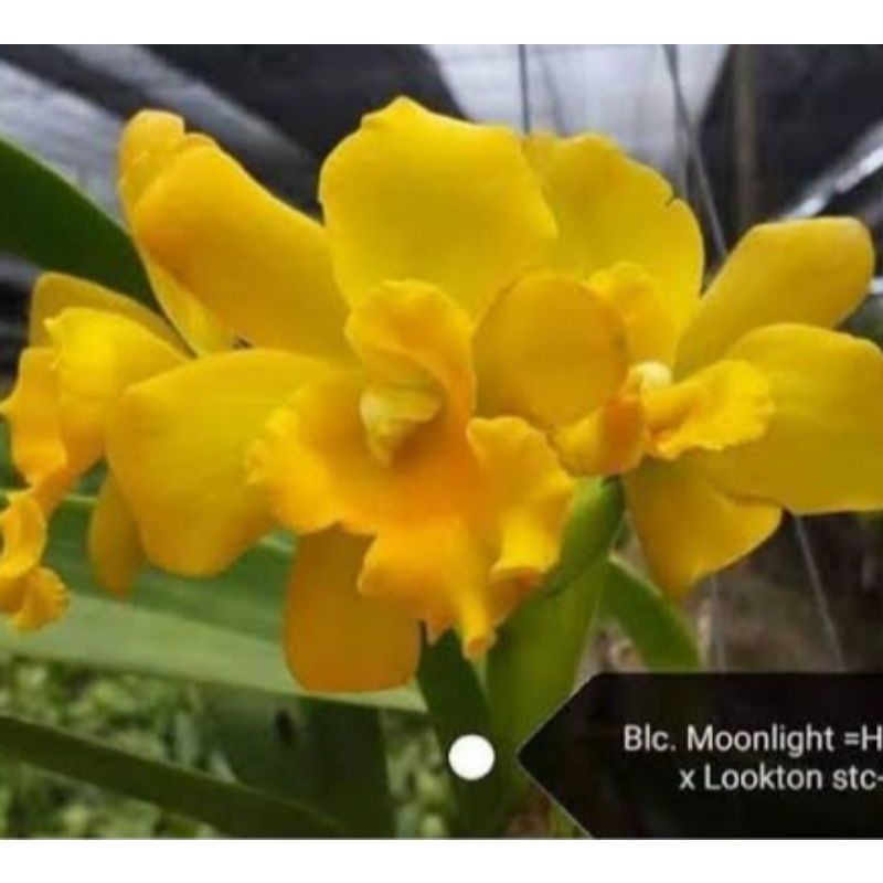 Jual anggrek cattleya mini moonlight dewasa siap bunga | Shopee Indonesia