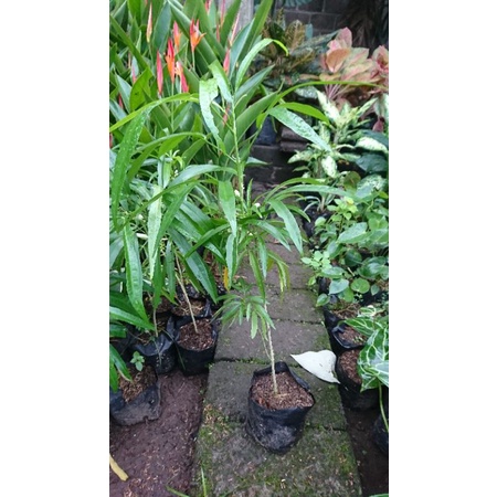 Jual BIBIT TANAMAN POHON ZODIA PAPUA PENGUSIR NYAMUK | Shopee Indonesia