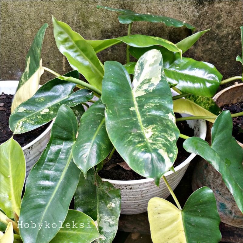 Jual Bonggol Philo Burle Marx Variegata | Shopee Indonesia