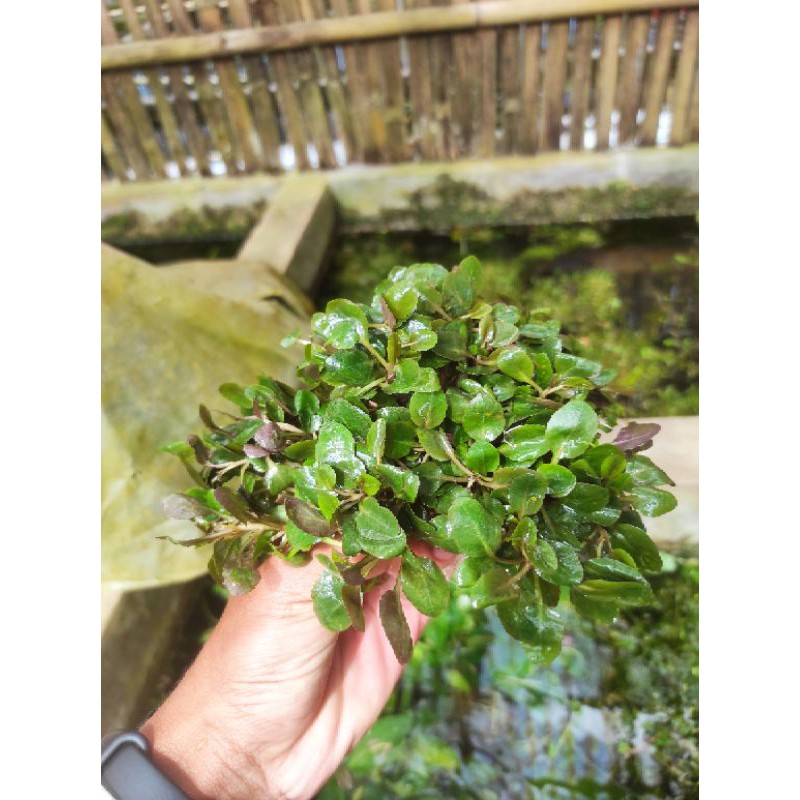 Jual Lobelia cardinalis tanaman aquascape | Shopee Indonesia