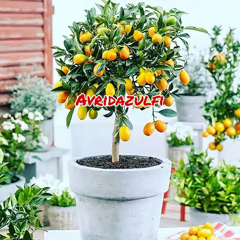 Jual bibit jeruk nagami berbuah super lebat unggul | Shopee Indonesia