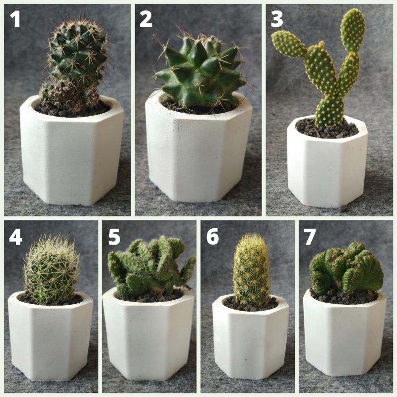 Jual KAKTUS OWNROOT MINI KOMPLIT ( Kaktus + Pot concrete putih + Media ...
