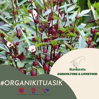 Jual Benih Tanaman Rosella 1Kg - Biji Bunga Rosella Merah & Ungu ...