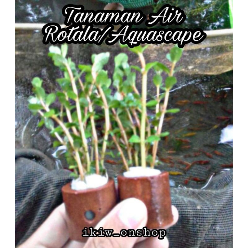 Jual tanaman air rotala aquascape untuk aquarium | Shopee Indonesia