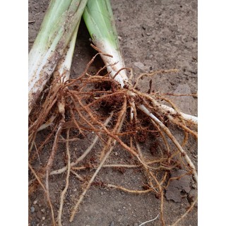 Jual Bibit Umbi Garut Sagu Patat Terigu Dewasa Siap Tanam | Shopee ...