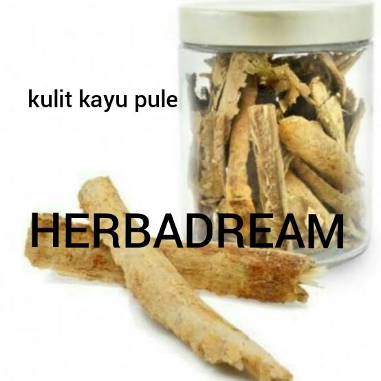 Jual 250 GRAM PULE ALSTONIA SCHOLARIS BABAKAN PULAI DITTA BARK DEVILS ...