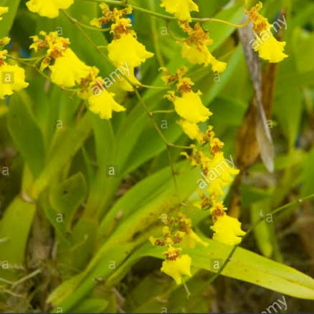 Jual Anggrek Oncidium Kuning / Golden Shower | Shopee Indonesia