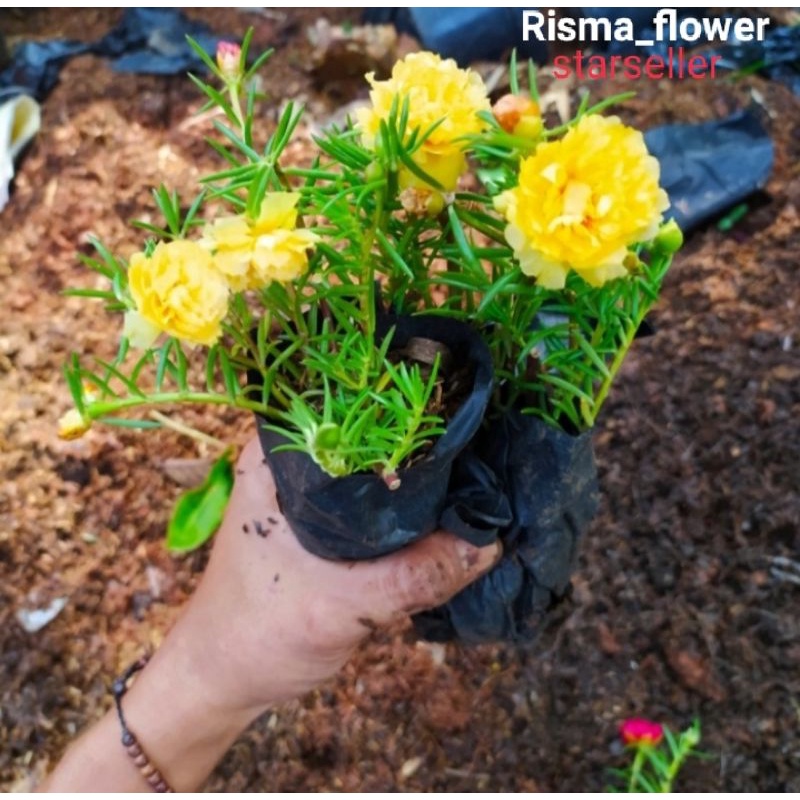 Jual POHON SUTRA BOMBAY BUNGA KUNING / TANAMAN HIAS SUTRA BOMBAY ...