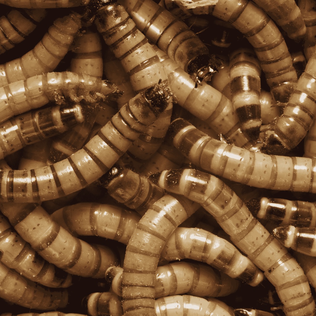 Jual Ulat Jerman Hidup 200gr | Shopee Indonesia