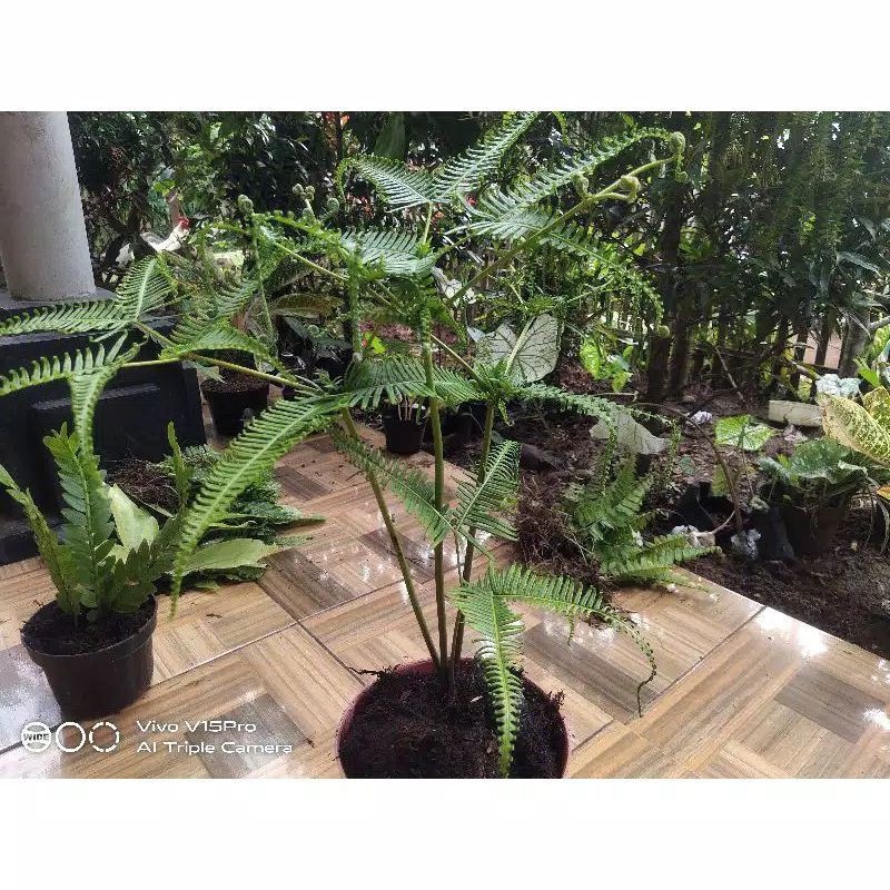 Jual PAKIS PAKU | Shopee Indonesia