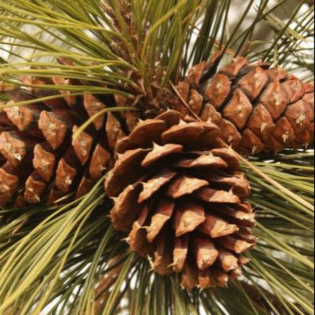 Jual Bunga pinus , buah pinus kering Indonesia|Shopee Indonesia