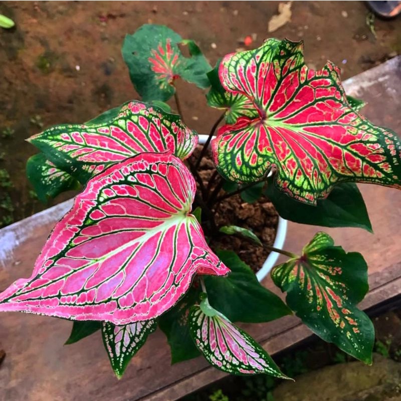 Jual Caladium Batik Wayang / bunga keladi / tanaman hias keladi murah ... Jual Caladium Batik Wayang / bunga keladi / tanaman hias keladi murah ...