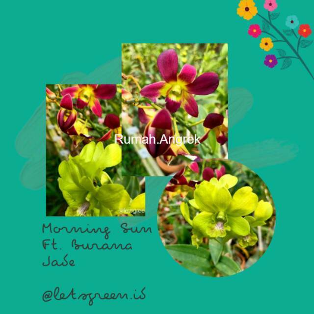 Jual Paket Anggrek Dendrobium Morning sun ft. Burana Jade - Tanaman ...