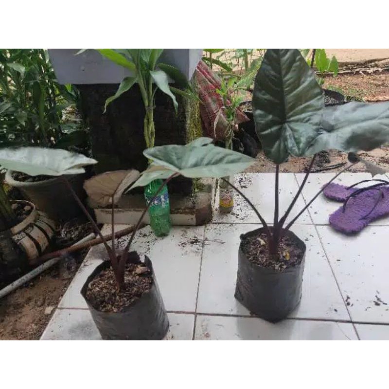 Jual pohon hias sente hitam | Shopee Indonesia