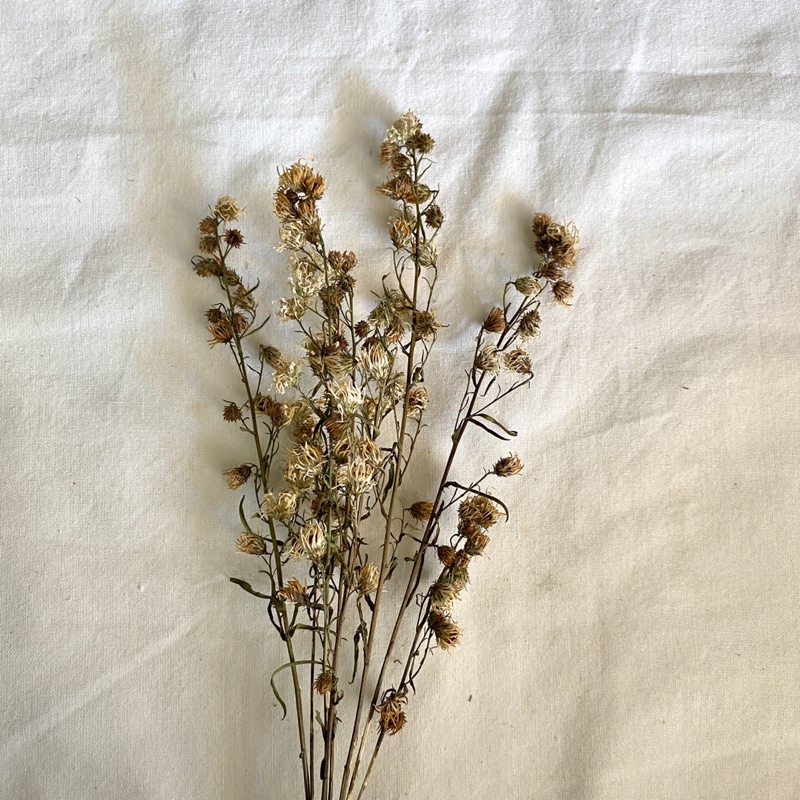 Jual Bunga Pikok Putih Kering / Dried flower pikok | Shopee Indonesia