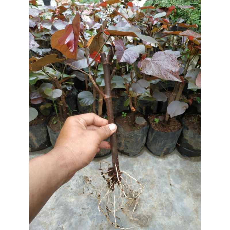 Jual WARU MERAH super | Shopee Indonesia