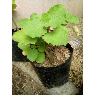 Jual Trend Bibit Tanaman Bangun-Bangun - Tanaman Daun Torbangun - Obat ...