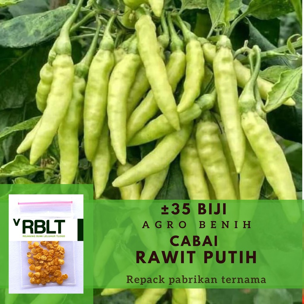 Jual 35 Bibit Cabe Rawit Setan Putih Hormat Benih Cabai Merunduk ...