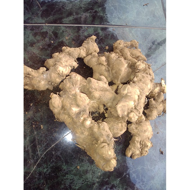 Tanaman Obat Lempuyang~Rimpang Lempuyang Wangi~Rhizoma Zingiber ...
