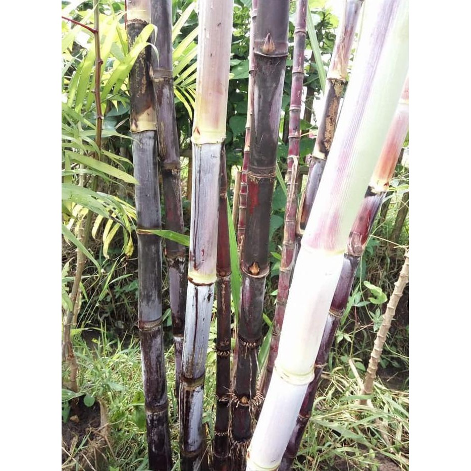 Jual Sedia 10 Stek Bibit Tanaman Tebu Hitam Asli Bibit / Biji / Benih ...
