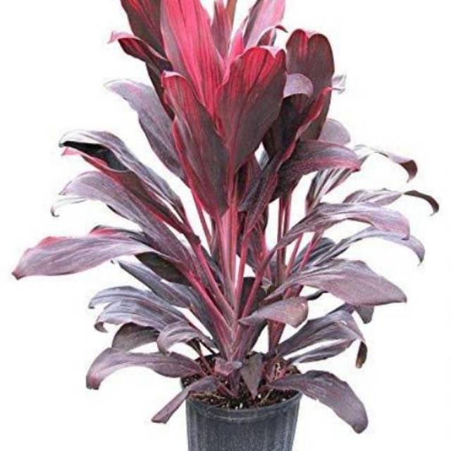 Jual Tanaman Hanjuang Merah/ Andong / Cordyline Fruticosa Indonesia ...