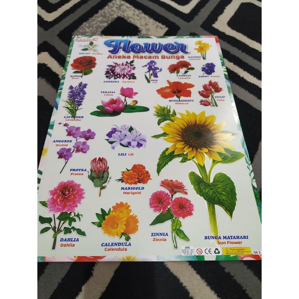 Jual Poster Edukasi Anak Mengenal Jenis Jenis Bunga Dan Tumbuhan ...