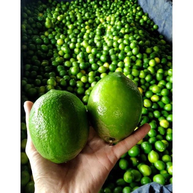 Jual jeruk lemon california hijau organic 1kg | Shopee Indonesia