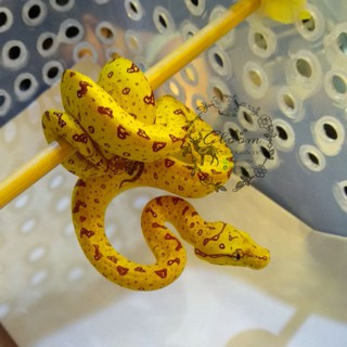 Jual Baby Green Tree Python GTP Yellow Kuning Captive Breed bukan WC ...