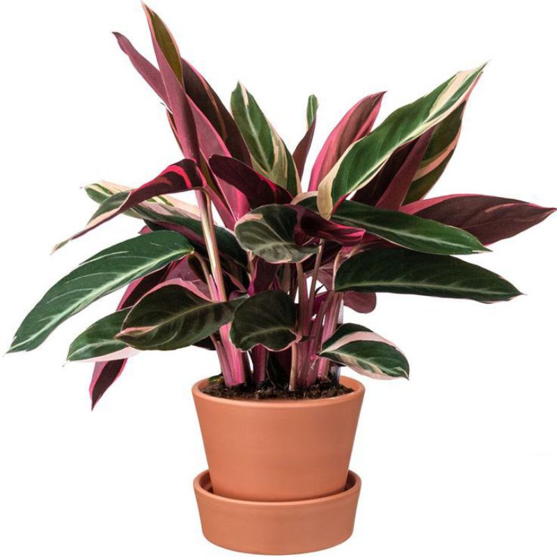 Jual Tanaman hias calathea meranti bali-calathea multicolour-bunga ...