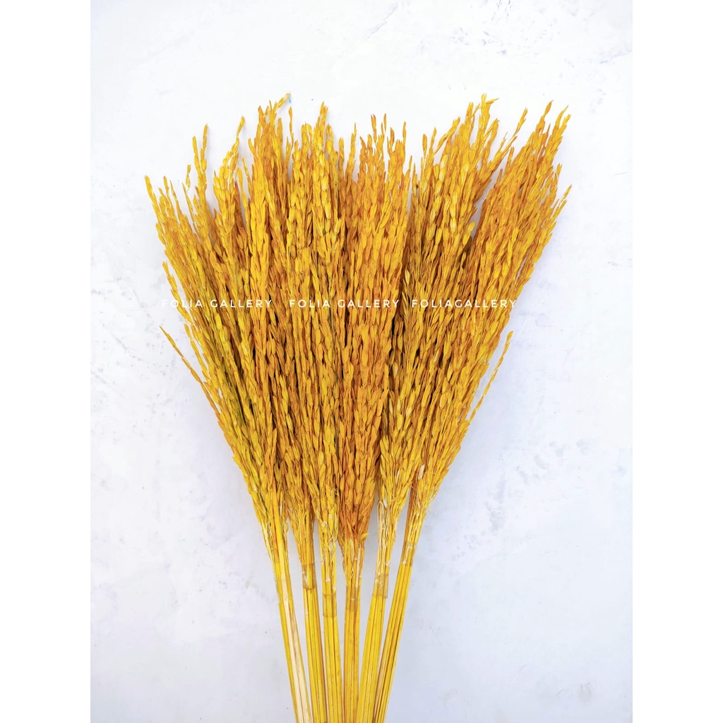 Jual FG-10 Tangkai Padi Kering Warna Kuning - Hiasan Buket Bunga Kering ...