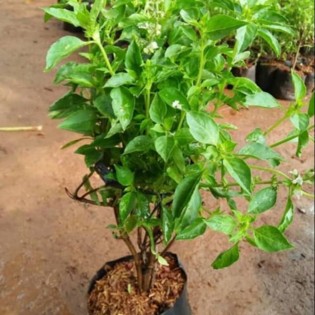Jual Pohon kemangi bibit tanaman pohon daun kemangi | Shopee Indonesia