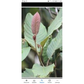 Jual DAUN PIRDOT SEGAR ATAU SAURAUIA BRACTEOSA 500 GRAM/OBAT HERBAL ...
