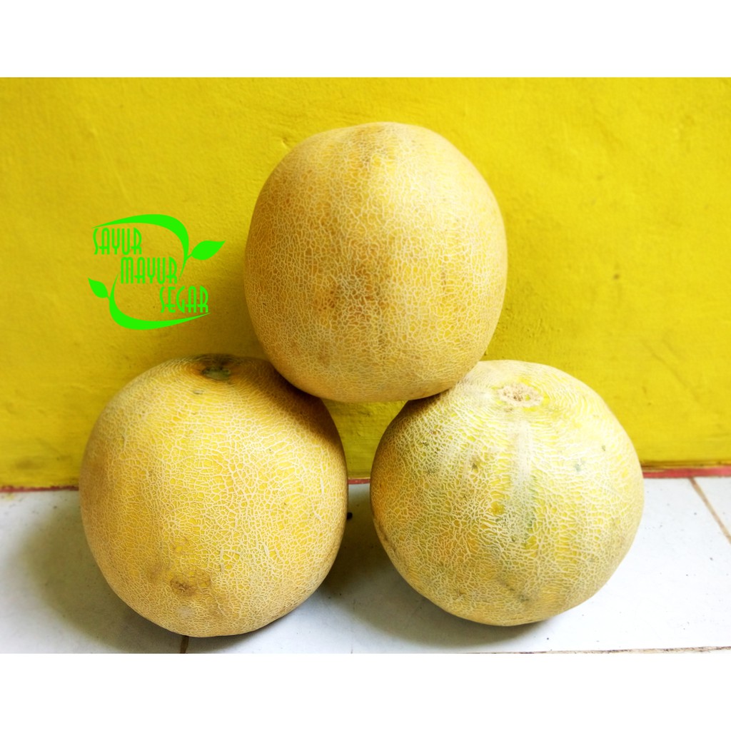 Melon Premium Buah Segar dan Manis Melon Premium Buah Segar dan Manis ... Melon Premium Buah Segar dan Manis Melon Premium Buah Segar dan Manis ...