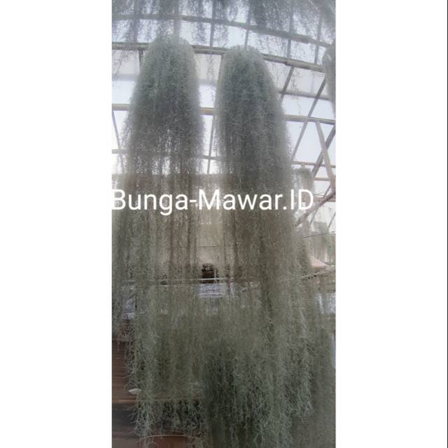 Jual Tanaman Hias Jenggot Dewa / Janggut Musa / Tillandsia Usneoides ...
