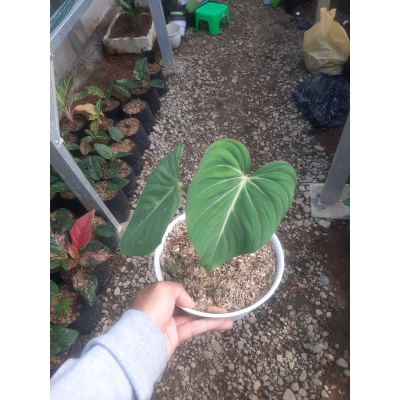 Jual Philodendron Gloriosum | Tanaman Hias Philo Gloriosum | Shopee ...