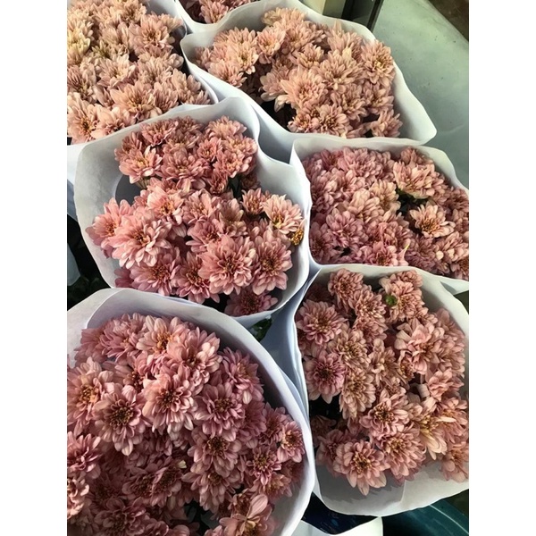 Jual ASTER JIMLA PINK SOFT | Shopee Indonesia