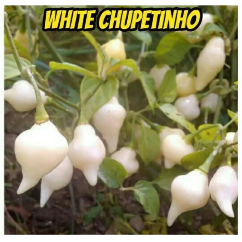 Jual Benih/Biji/Seed Cabai Hias Unik Cabai Putih Cabai White Chupetinho ...