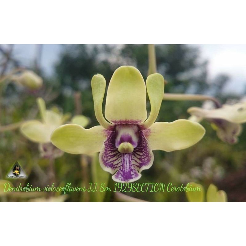 Jual Dendrobium violaceoflavens Anggrek Besi | Shopee Indonesia
